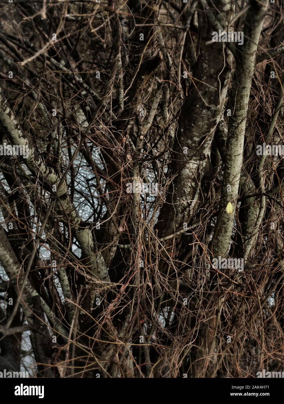 Twisted tree branches hi-res stock photography and images - Alamy