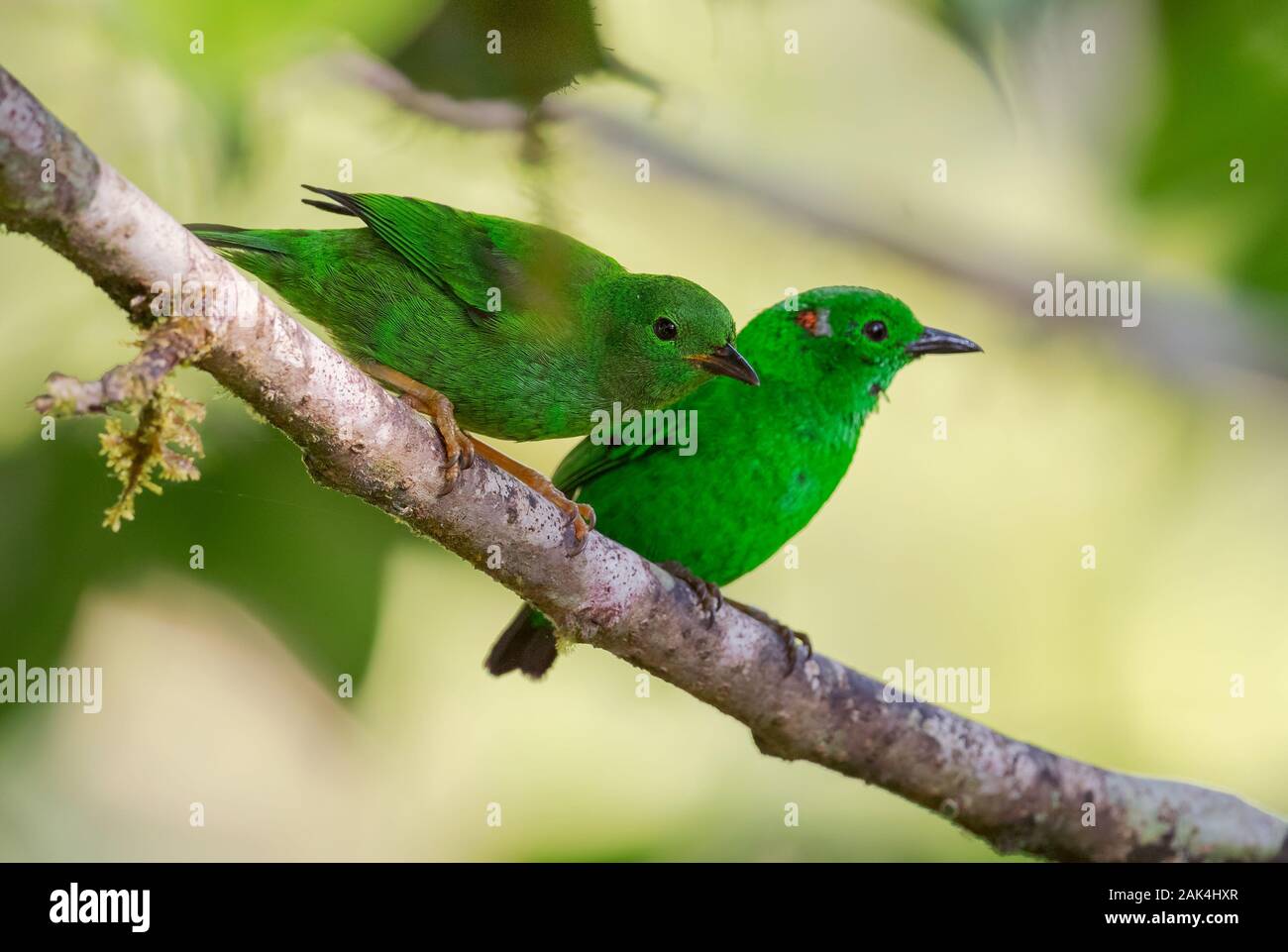 Glistening-green Tanager - Chlorochrysa phoenicotis, beautiful green ...