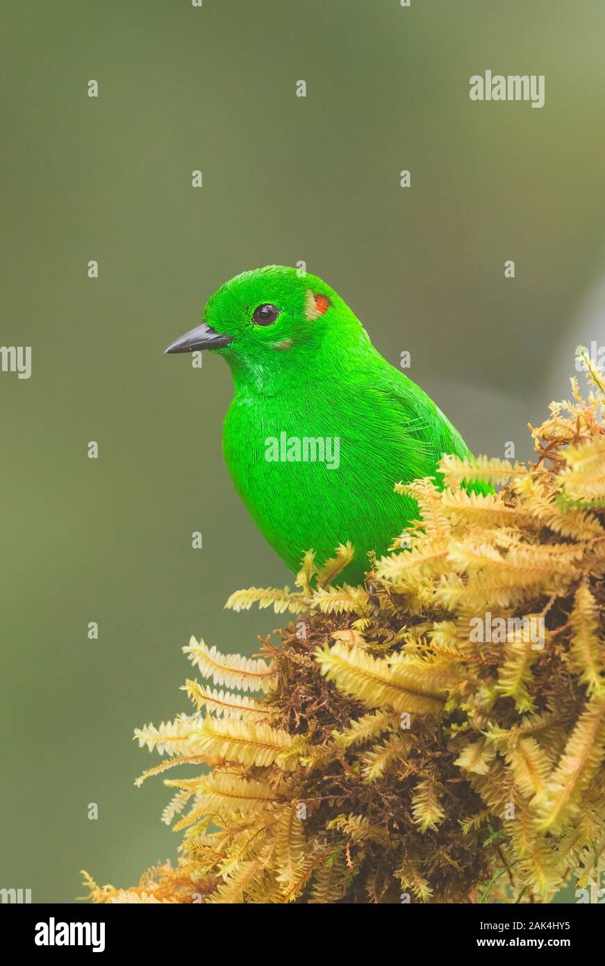 Glistening-green Tanager - Chlorochrysa phoenicotis, beautiful green ...