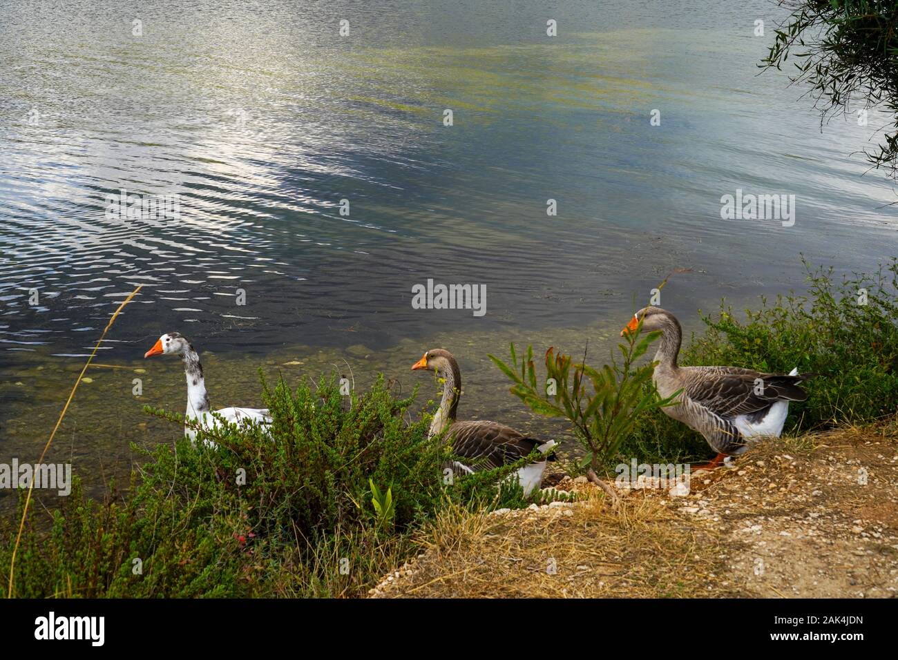 A gaggle of geese heading to the pond Stock Photo - Alamy
