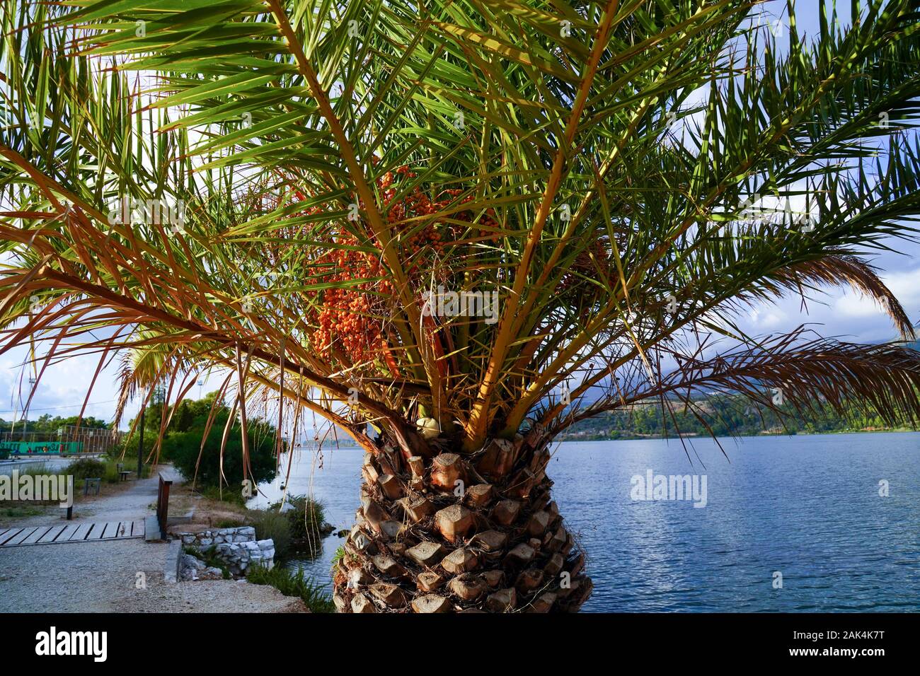 Fresh dates on a tree hi-res stock photography and images - Alamy