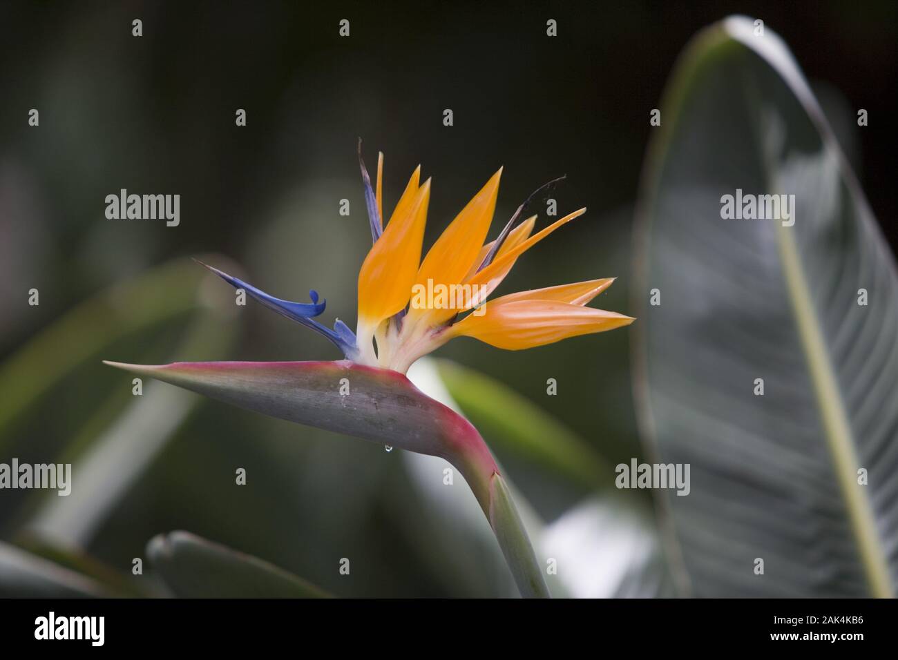 Paradiesvogelblume (Strelizie), Funchal, Madeira, Portugal | usage ...