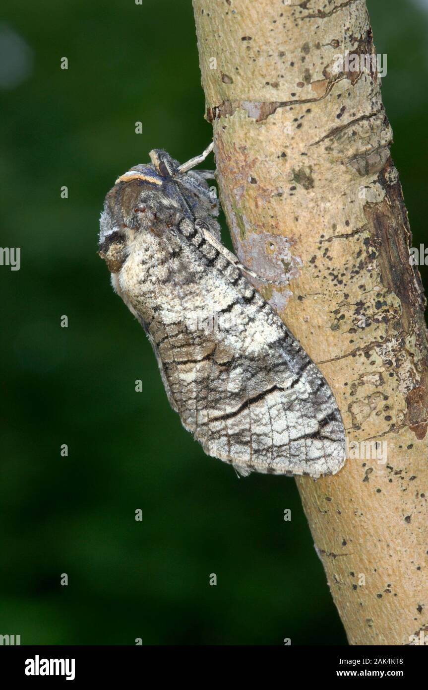 Goat moths hi-res stock photography and images - Alamy