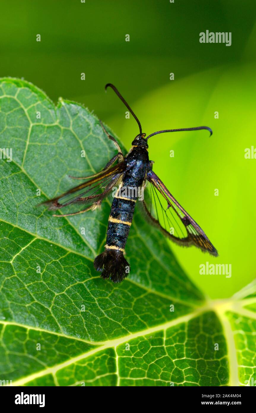 Currant clearwing moths hi-res stock photography and images - Alamy