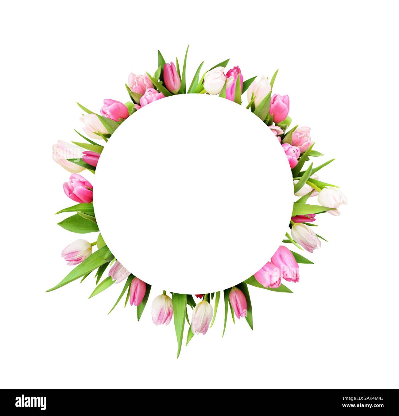 Pink tulip flowers in round frame with white circle for text isolated ...