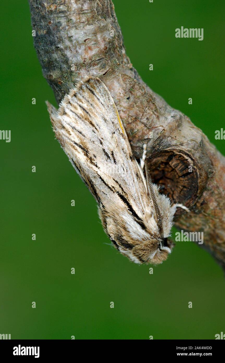 Sprawler - Asteroscopus sphinx Stock Photo - Alamy