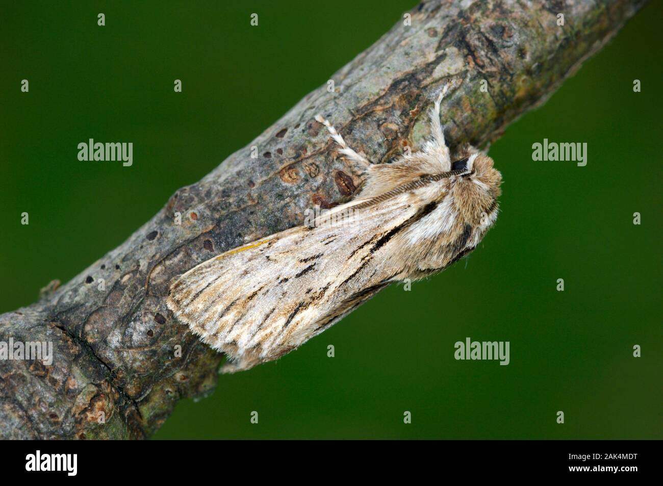 The sprawler moth hi-res stock photography and images - Alamy