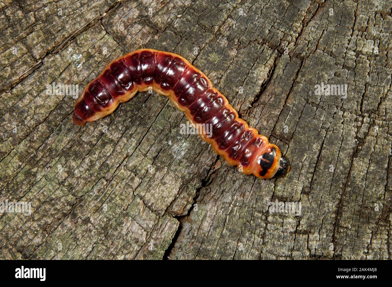 Goat moth larvae hi-res stock photography and images - Alamy