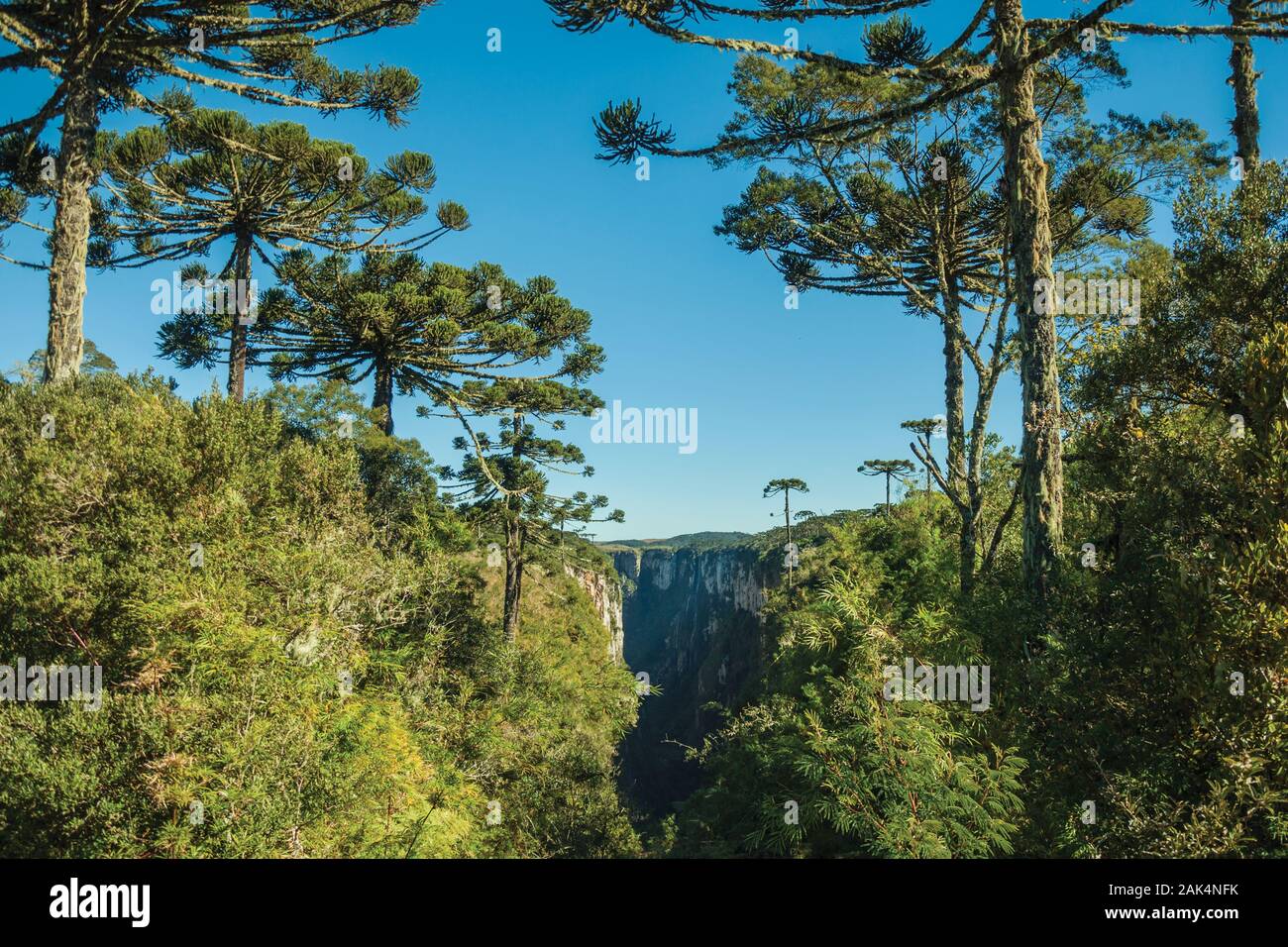 Parana pine trees hi-res stock photography and images - Alamy