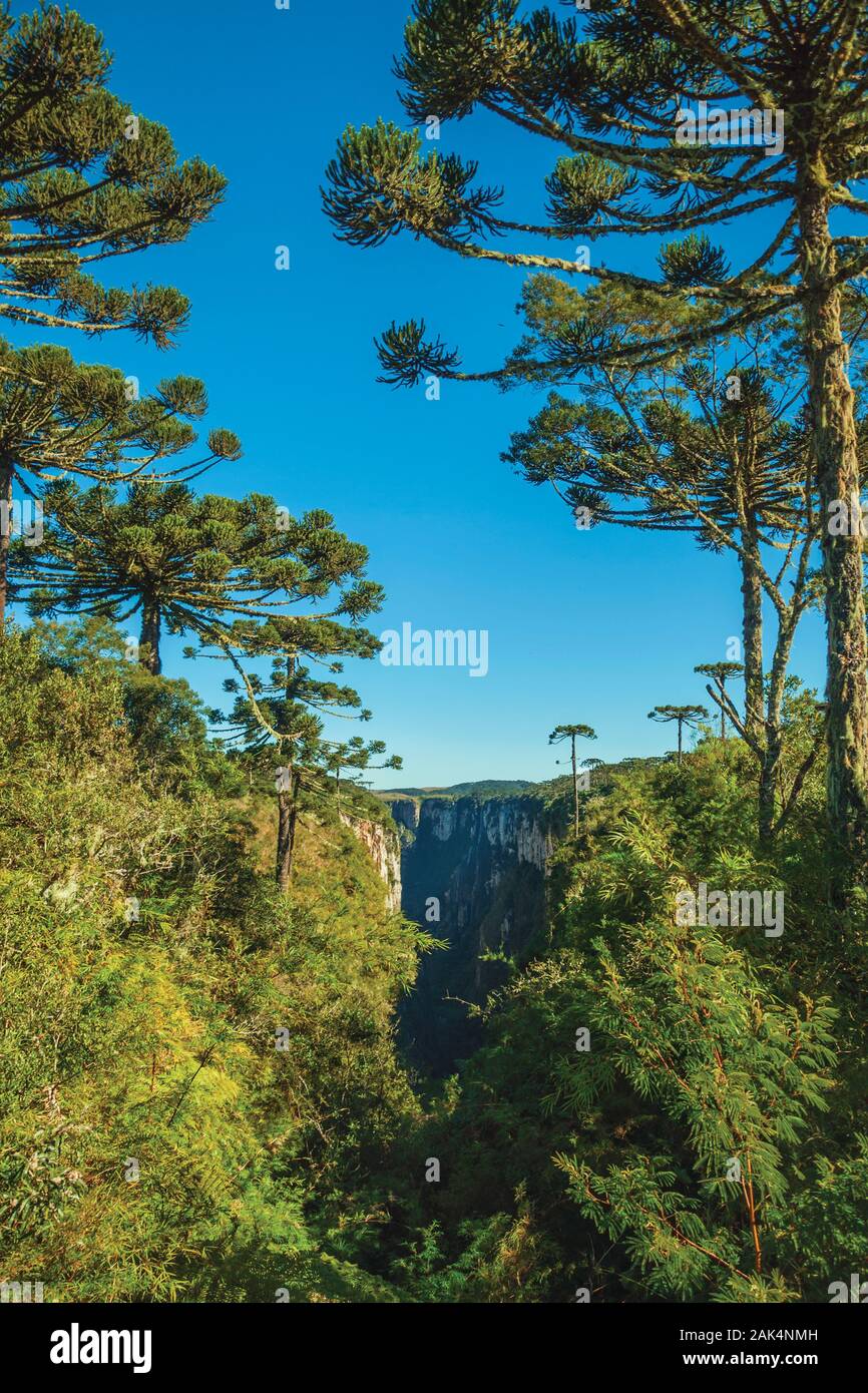 Pine forest in cambara hi-res stock photography and images - Alamy