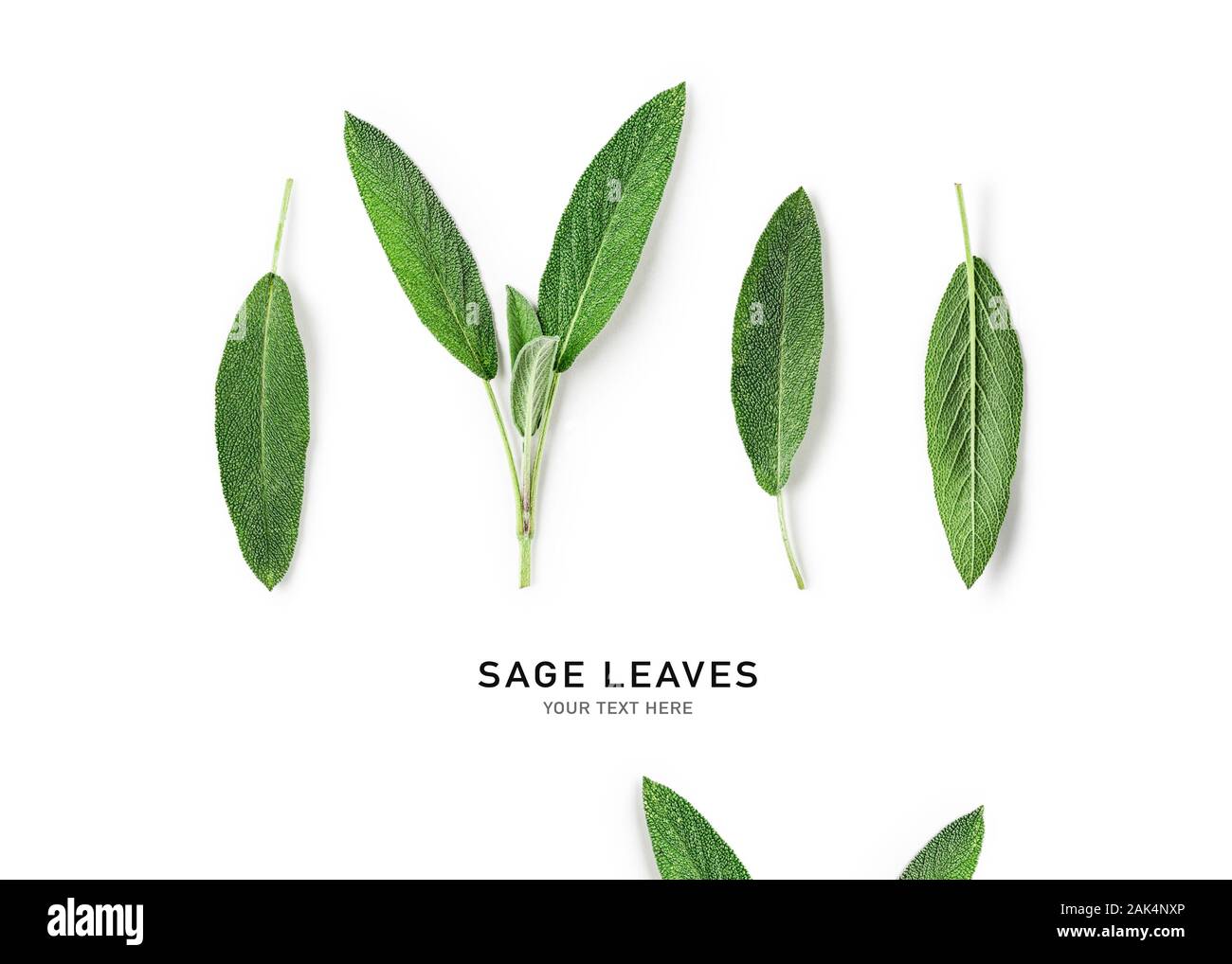 Creative layout with fresh sage leaves. Salvia herbs bunch and pattern ...