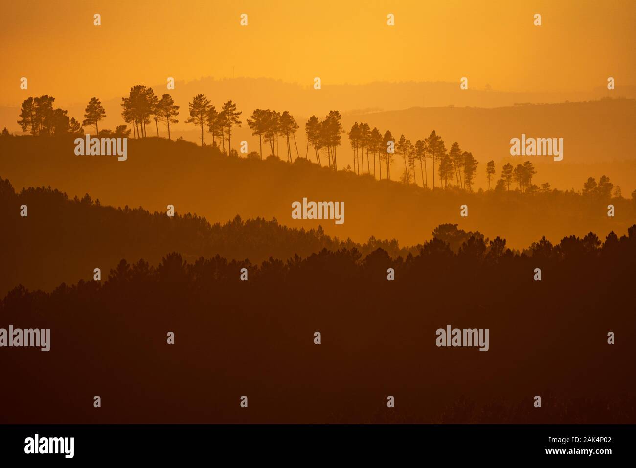 Amazing hills at sunset with trees in a row on top Stock Photo - Alamy