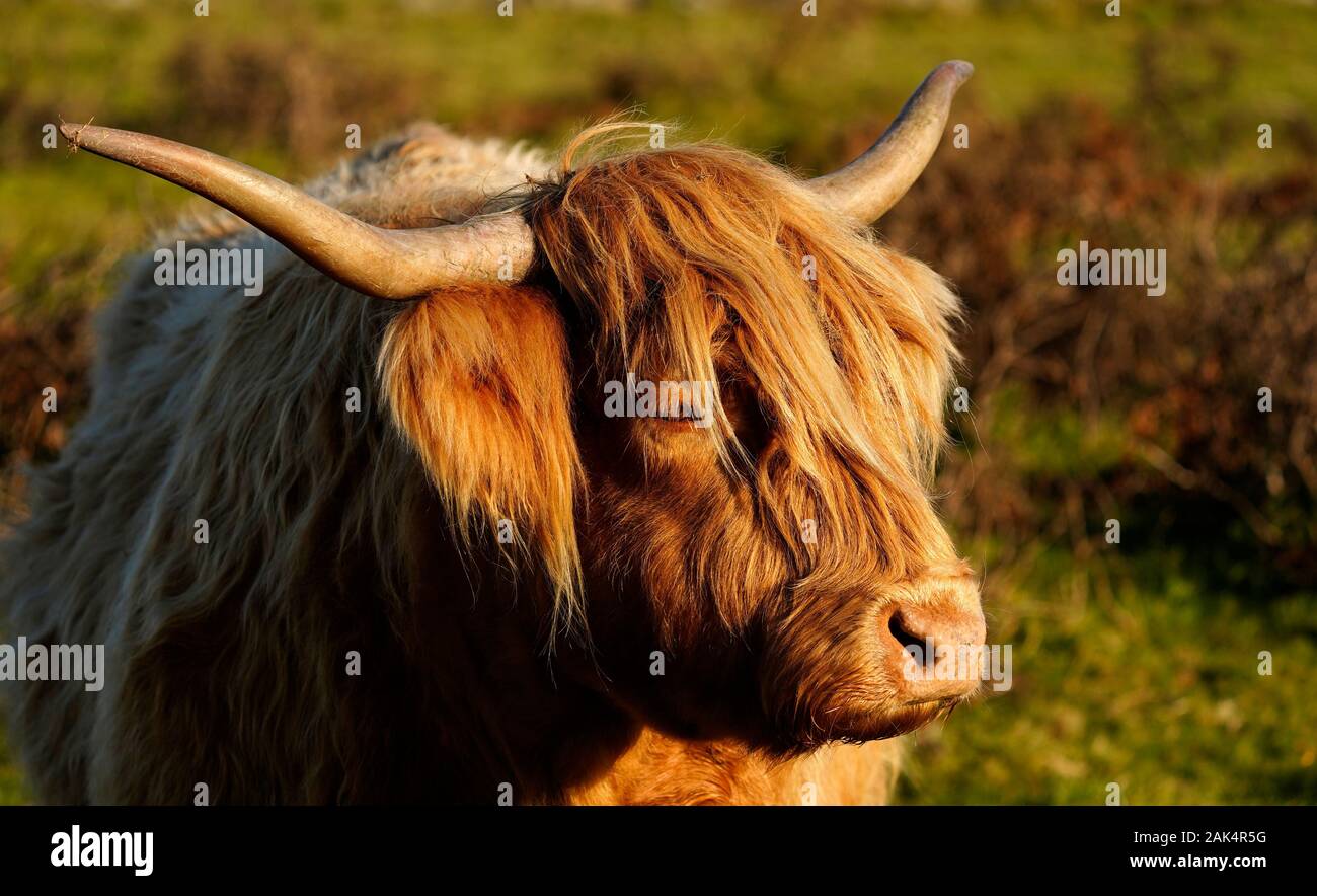 Wide pointed horns hi-res stock photography and images - Alamy