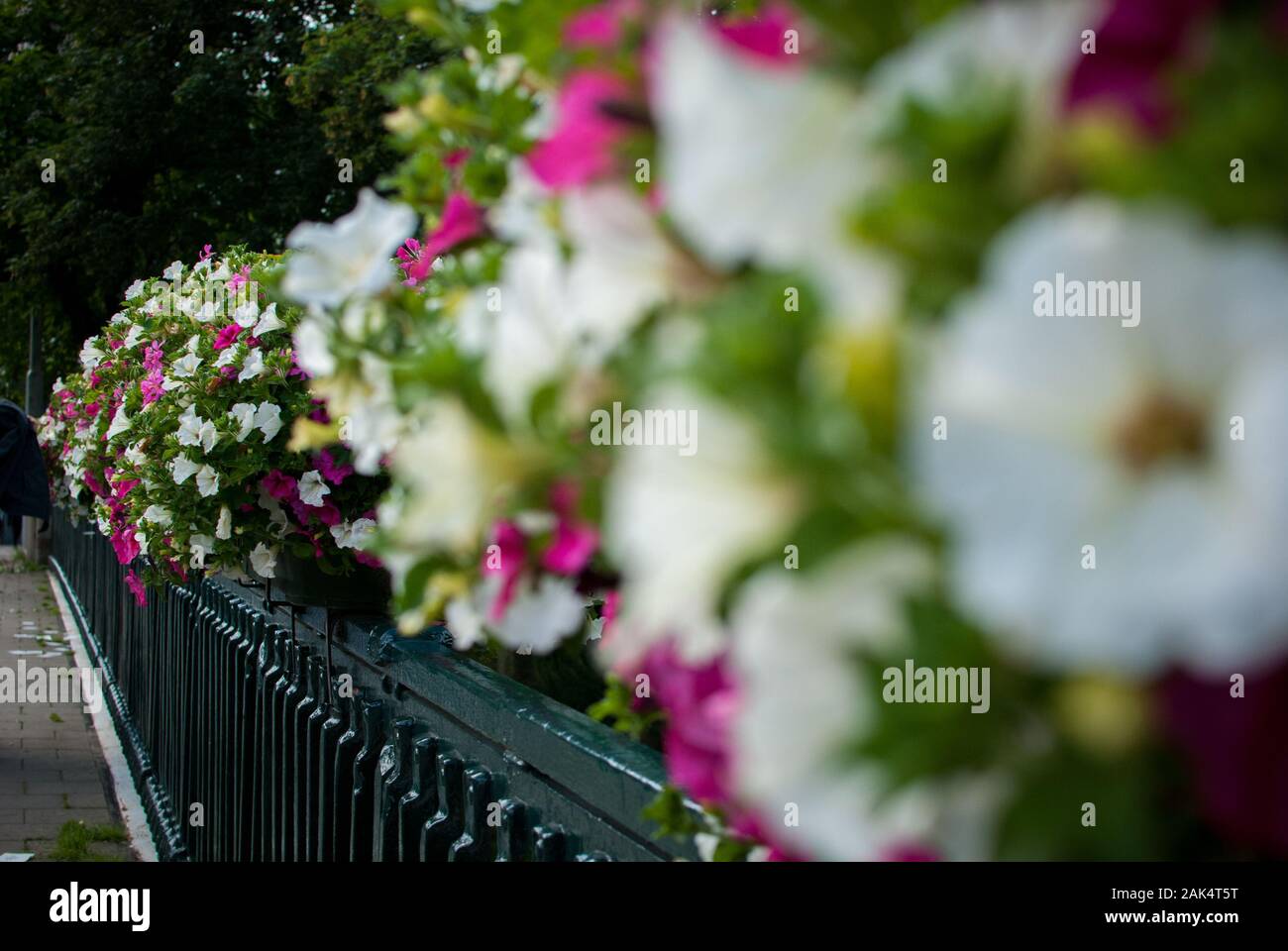 Pathway over the river full of colorful flowers Stock Photo - Alamy