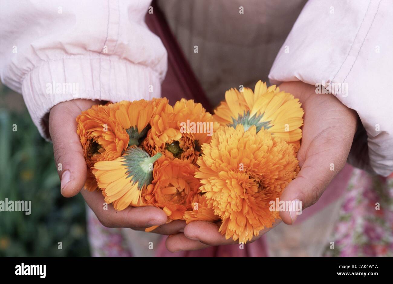 Bilbeis: Ringelblumen (Calendula), Ägypten | usage worldwide Stock ...