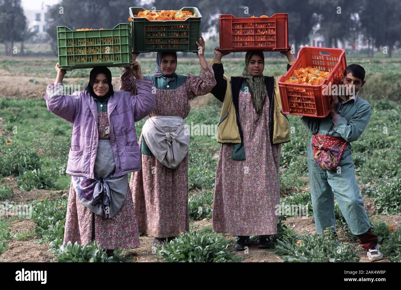 Ringelblumen-Ernte (Calendula) bei Bilbeis, Ägypten | usage worldwide ...