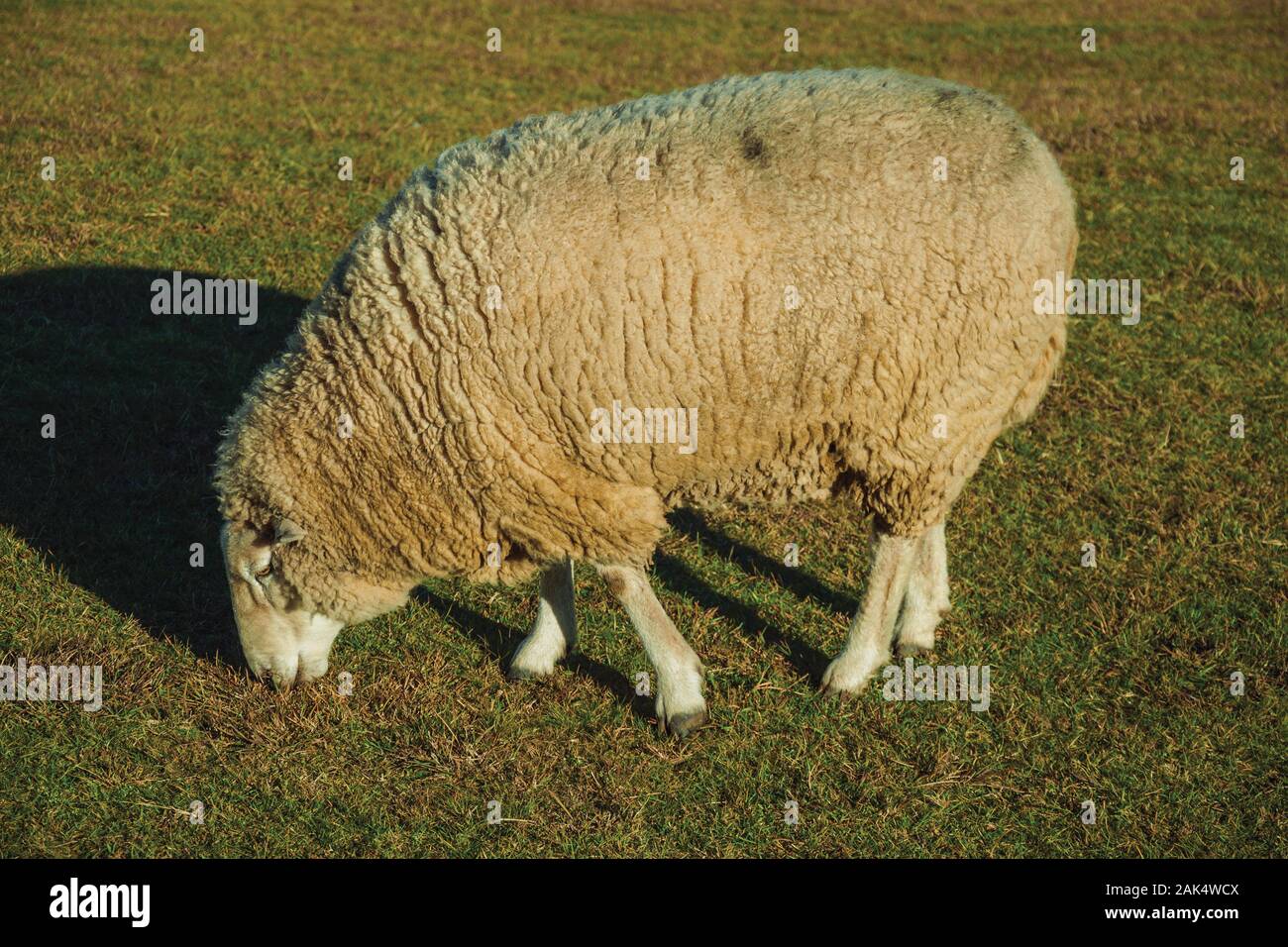 Domestic sheep peacefully grazing hi-res stock photography and images ...