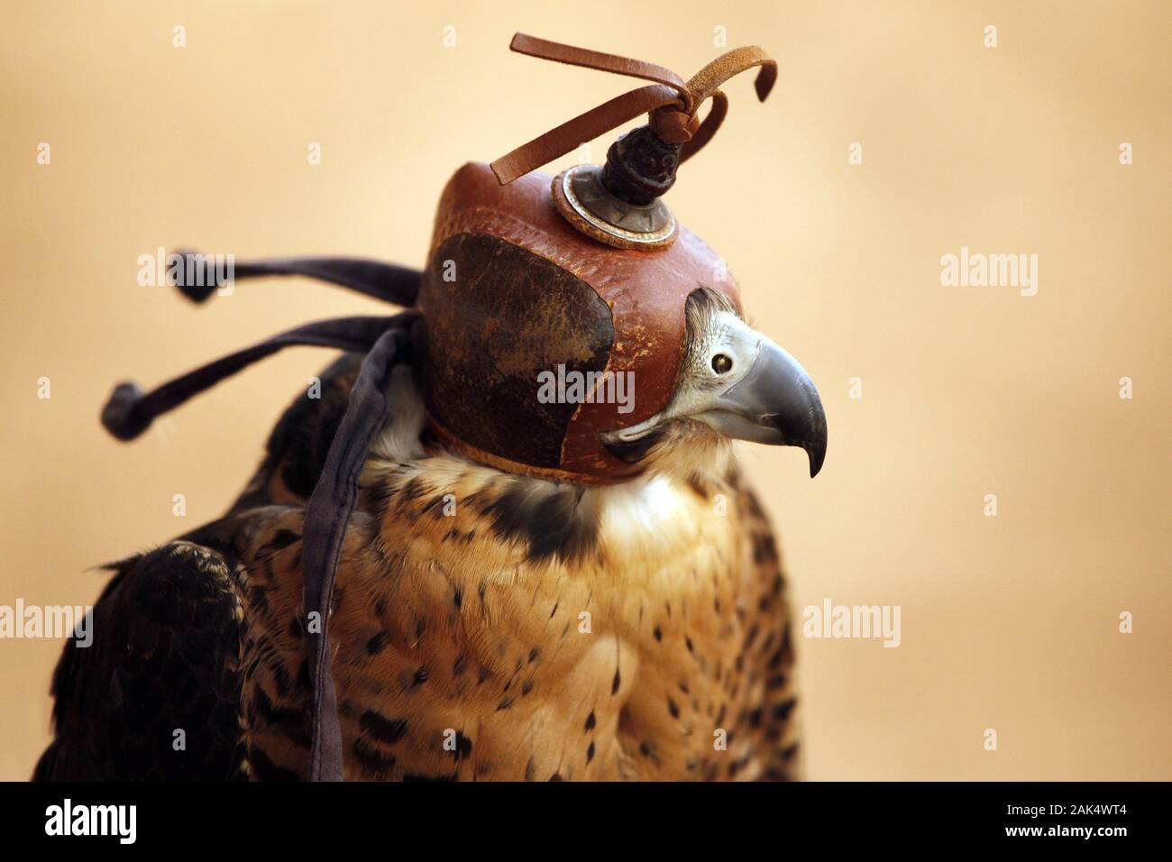 Dubai falke hi-res stock photography and images - Alamy