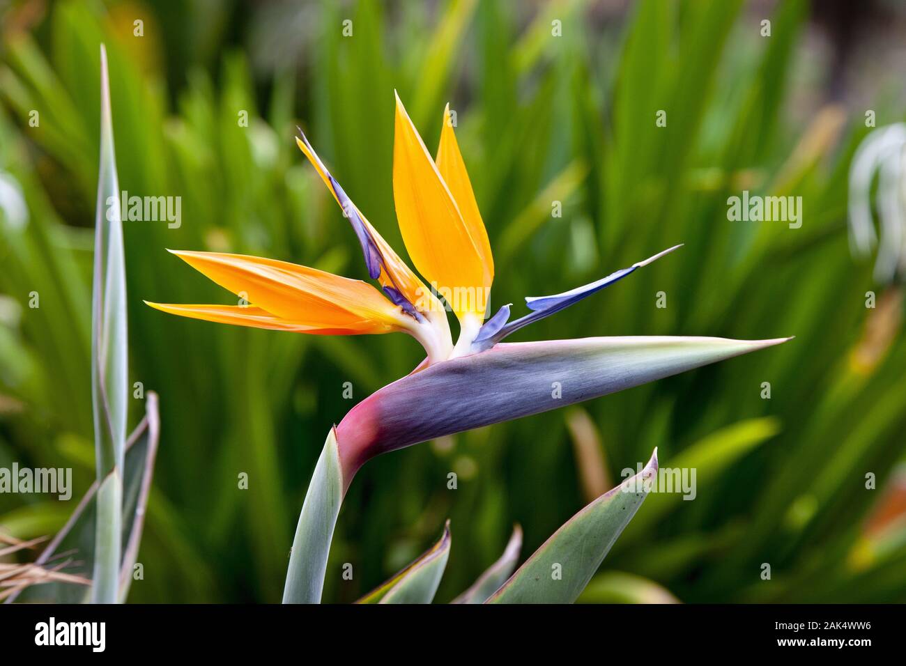 Strelizie im Botanischen Garten "Jardin Canario" in Tafira, Gran ...
