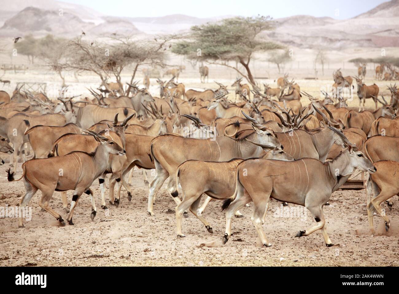 Abu Dhabi: Safari auf Sir Bani Yas Island, Wildbeobachtung (Antilopen ...