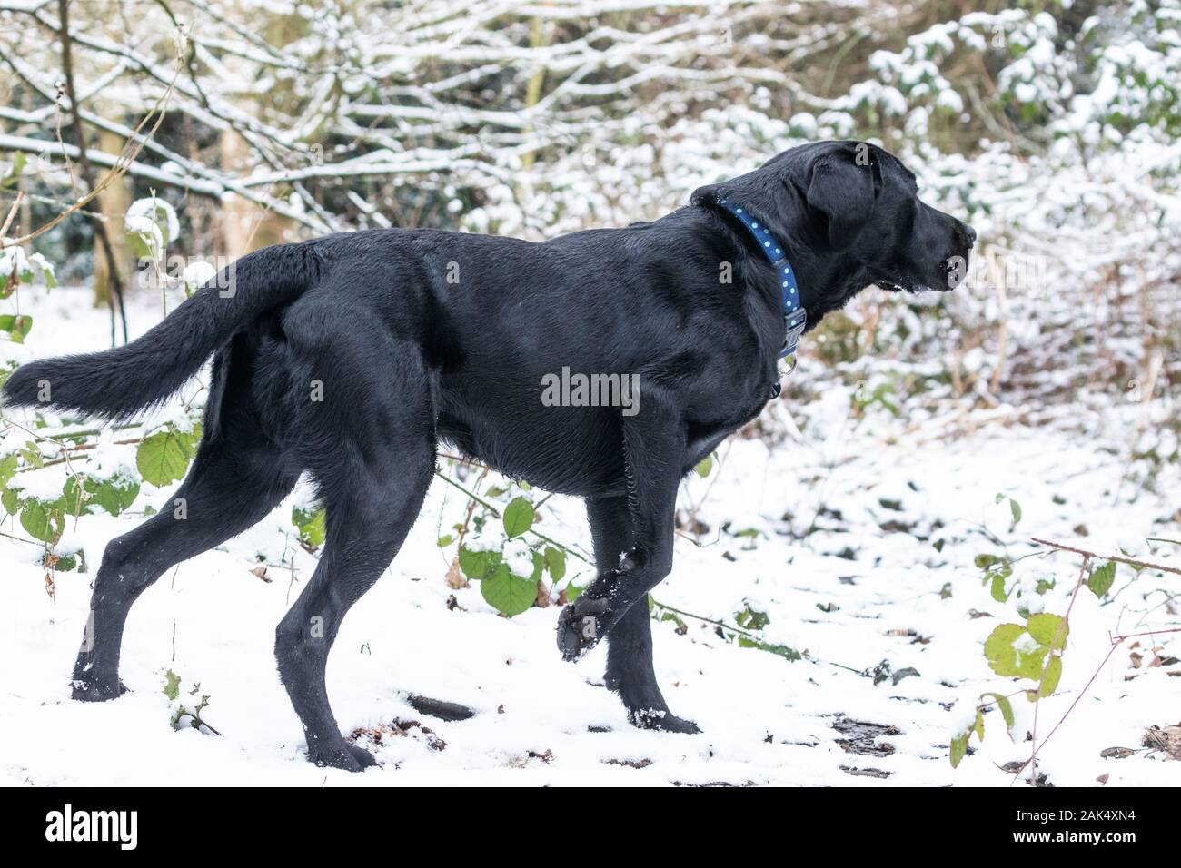 Black Pointing Labradors