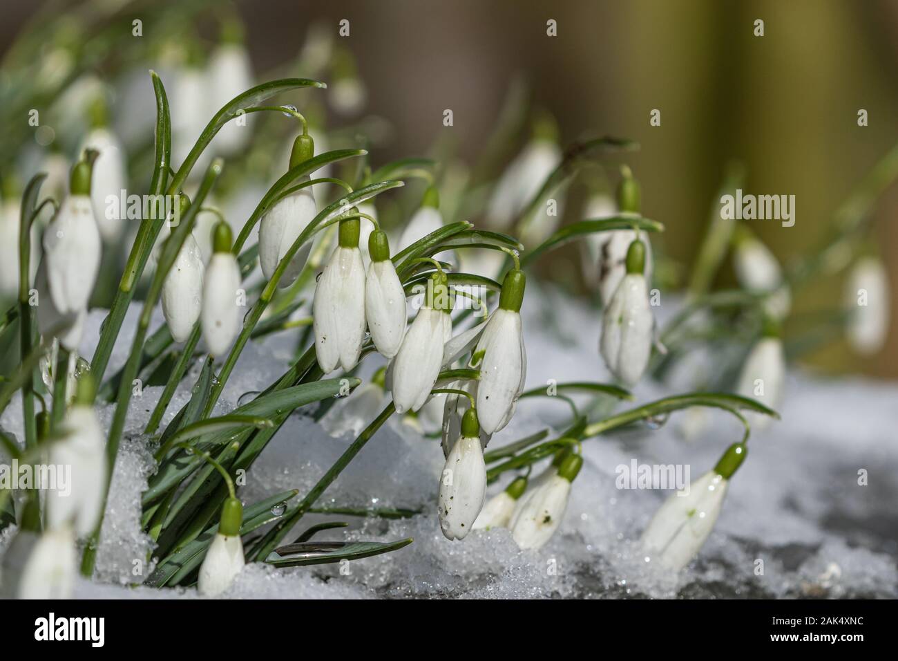 Snowdrops in winter (UK Stock Photo - Alamy