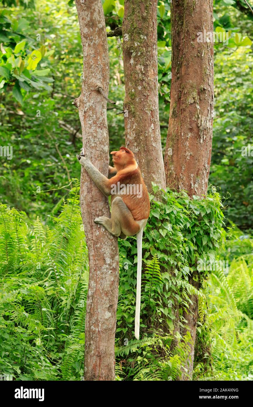 Proboscis monkey in bako national Park Stock Photo - Alamy