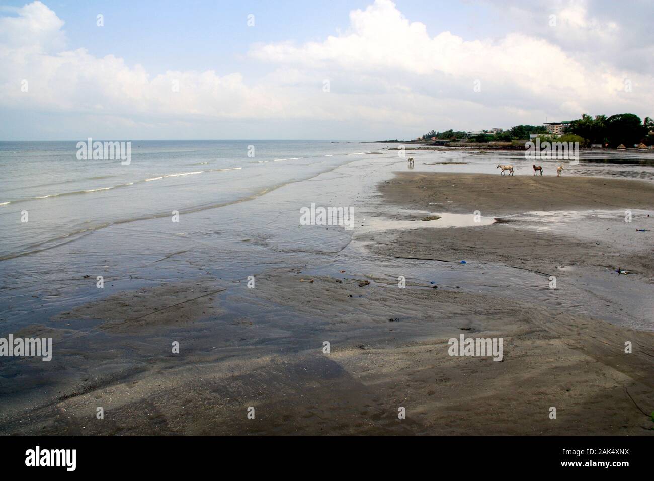 Escaped horses enjoying freedom at the polluted beach in Conakry ...