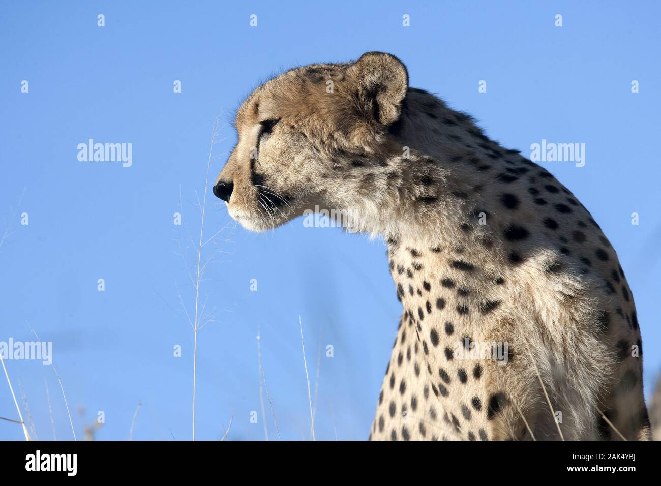 Gepard im Etosha Nationalpark, Namibia | usage worldwide Stock Photo ...