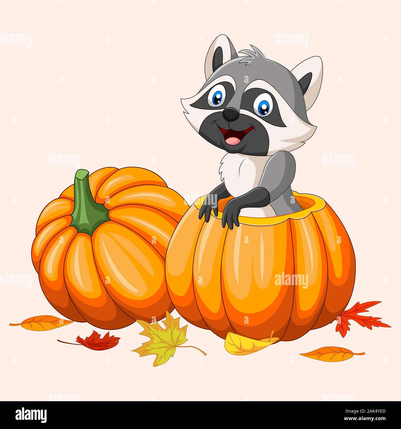 Cartoon happy raccoon in pumpkin basket Stock Vector Image & Art - Alamy