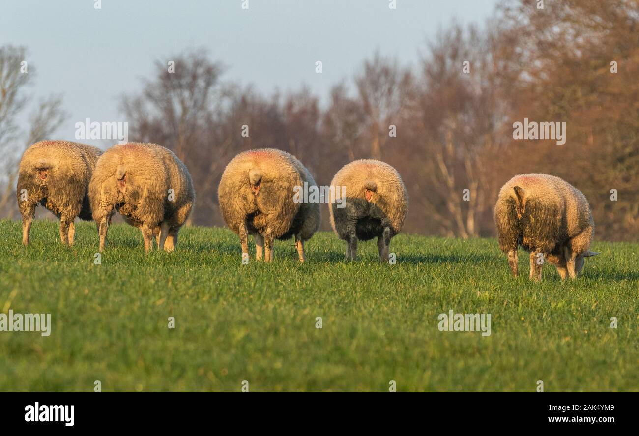 Sheep Rustling High Resolution Stock Photography and Images - Alamy