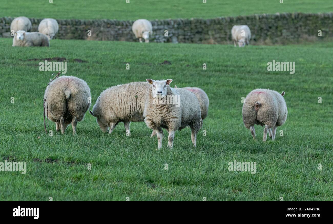 Sheep in a walled field in Yorkshire, England Stock Photo - Alamy