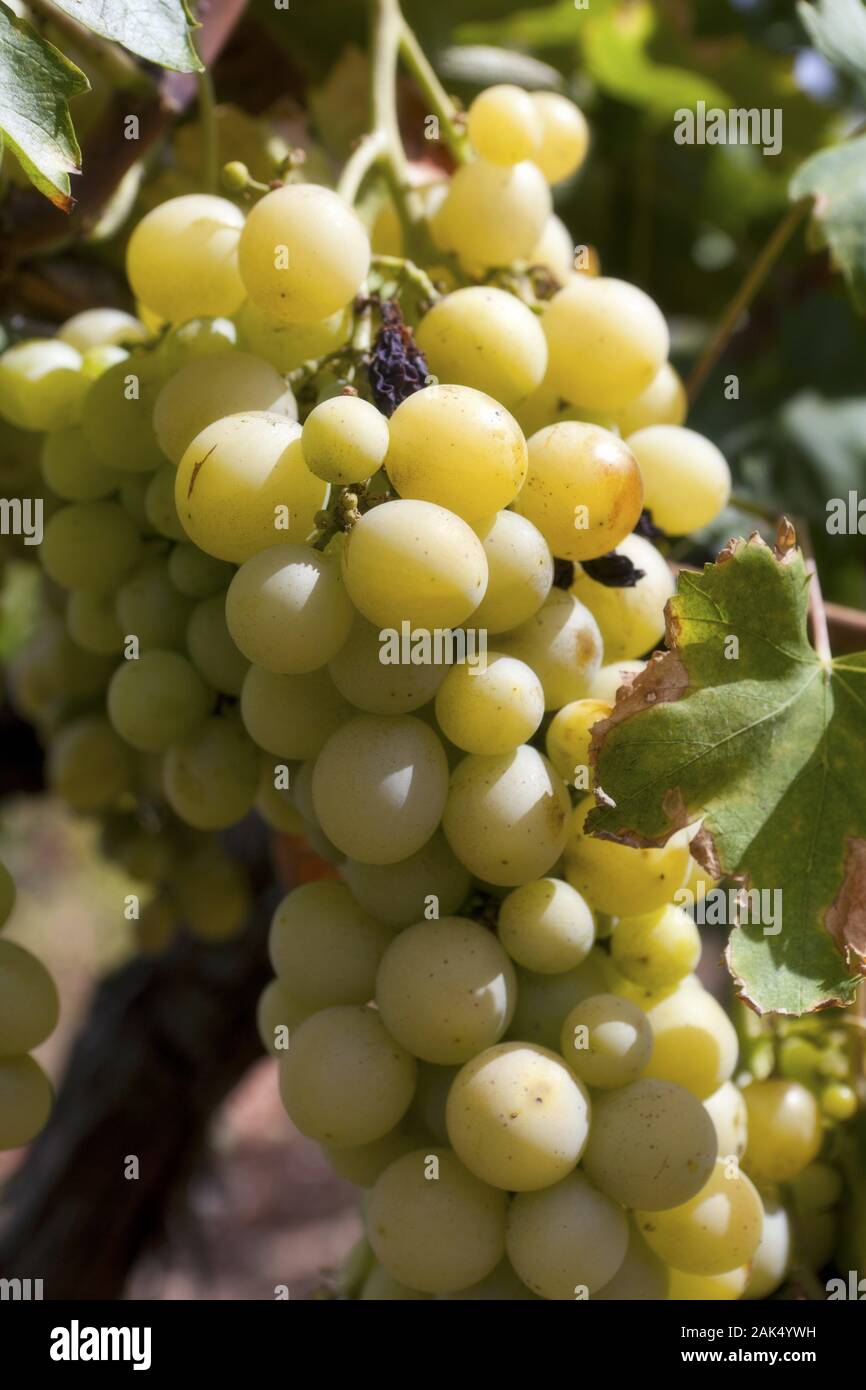 Anbaugebiet hi-res stock photography and images - Alamy Anbaugebiet hi-res stock photography and images - Alamy