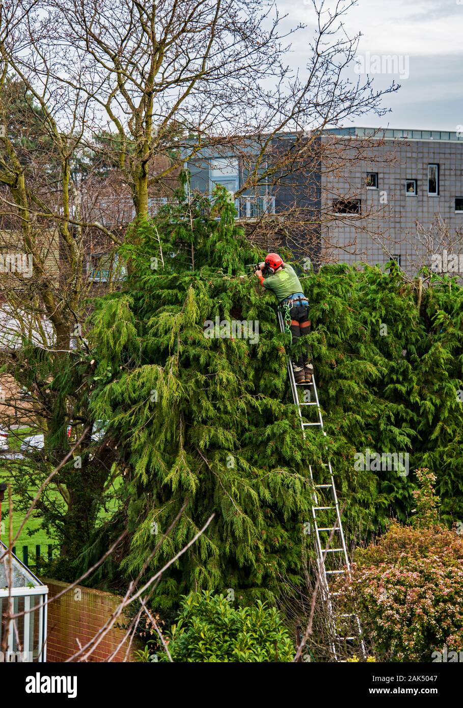 Tree surgeon at work Stock Photo - Alamy