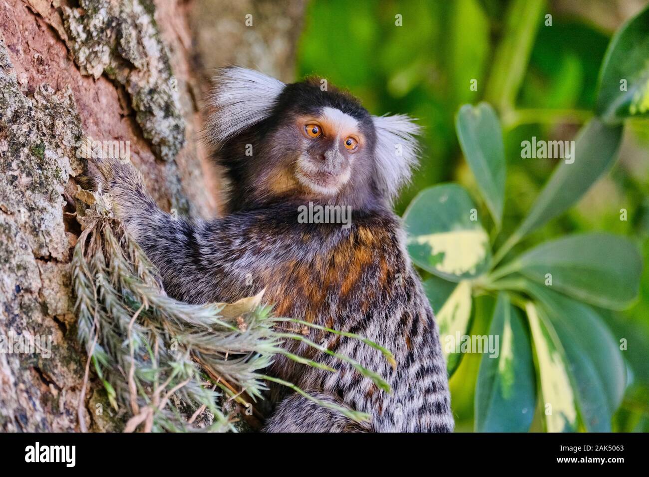Common white-tufted-ear Marmosets (small monkeys) on tree brach in the ...
