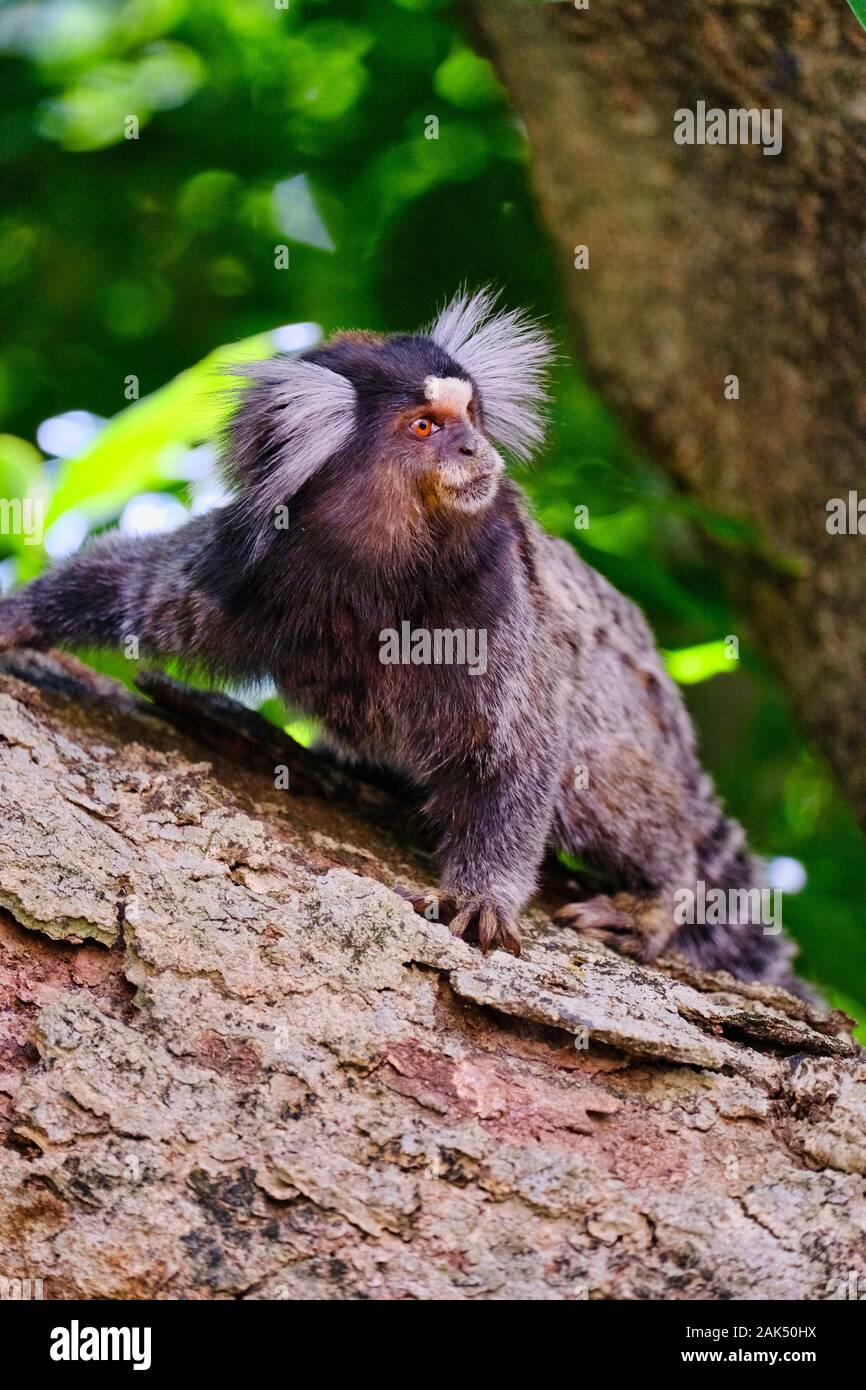 Common white-tufted-ear Marmosets (small monkeys) on tree brach in the ...