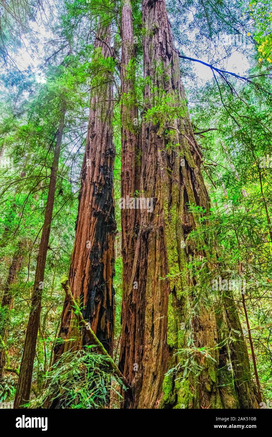 Sun Breaking Through Redwood Canopy Stock Photo - Alamy