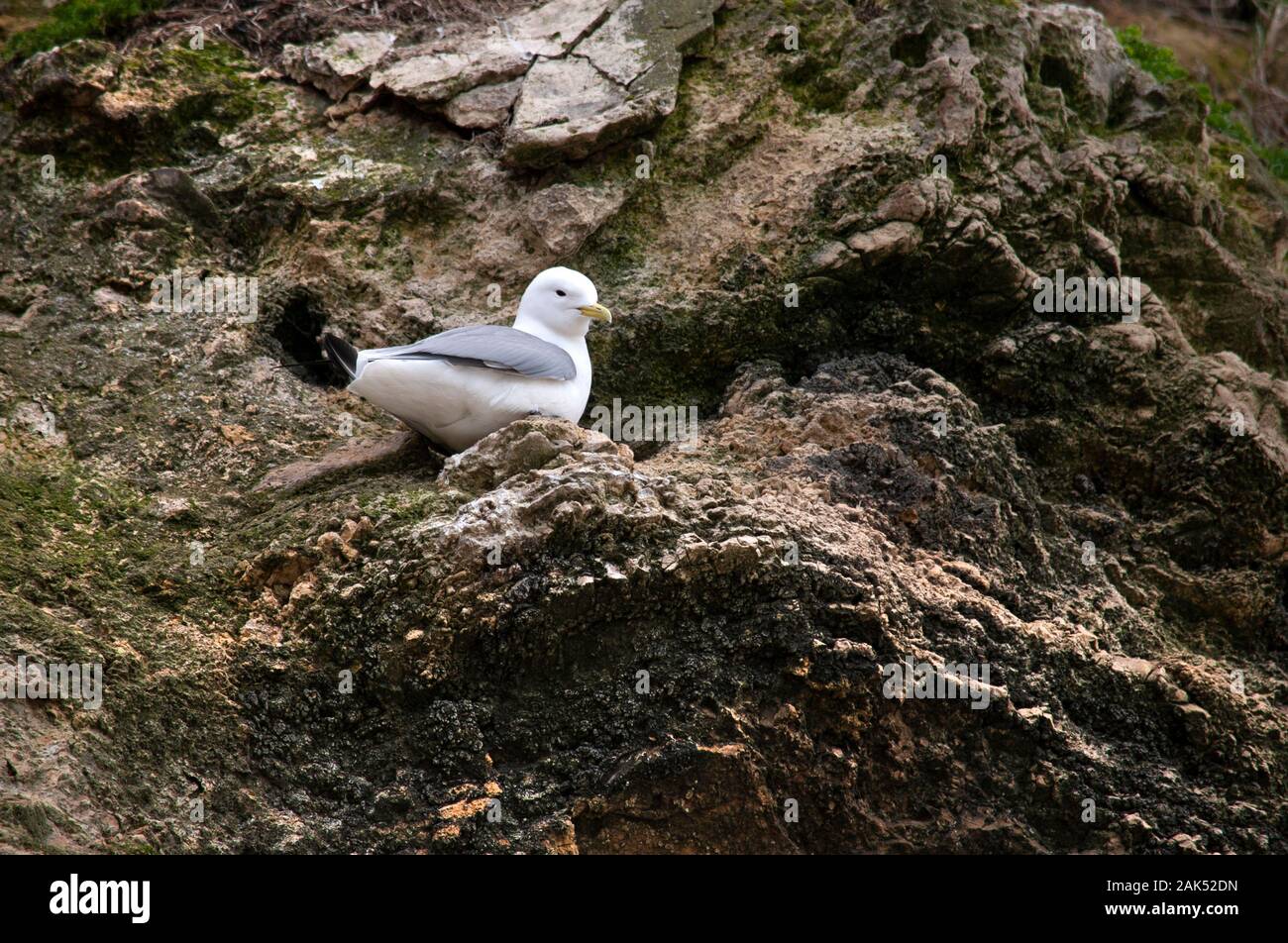 Kittiwake nesting on cliff, Marsden Bay,South Tyneside Stock Photo - Alamy