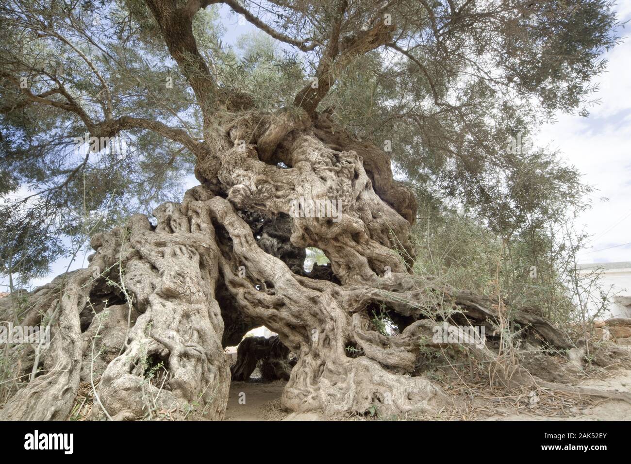 2000 Jahre alter Olivenbaum bei Vouves, Kreta | usage worldwide Stock ...