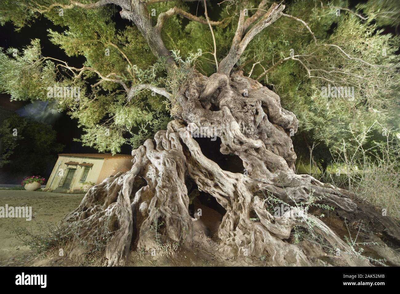 2000 Jahre alter Olivenbaum in Áno Voúves, Kreta | usage worldwide ...