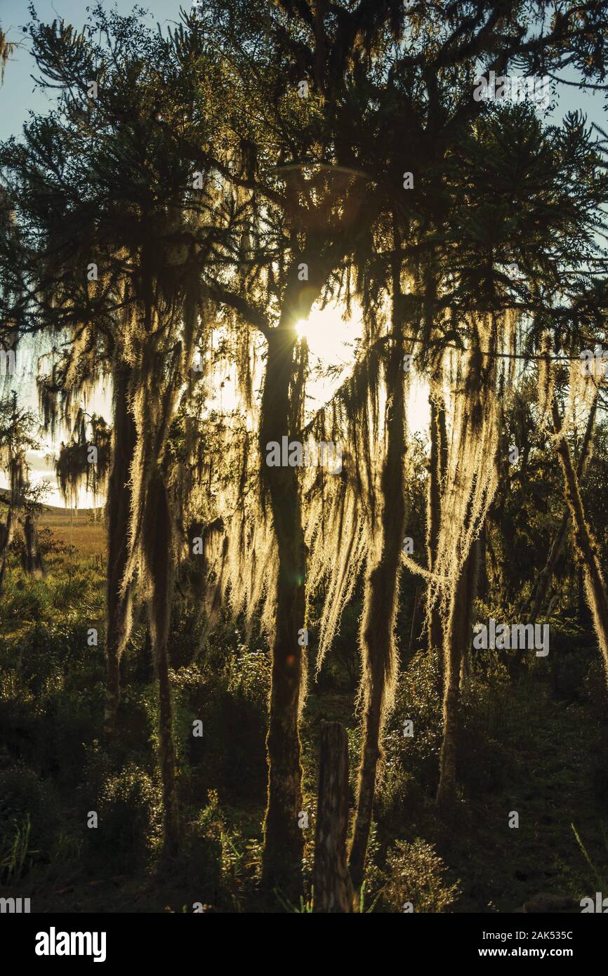 Cambara tree hi-res stock photography and images - Alamy