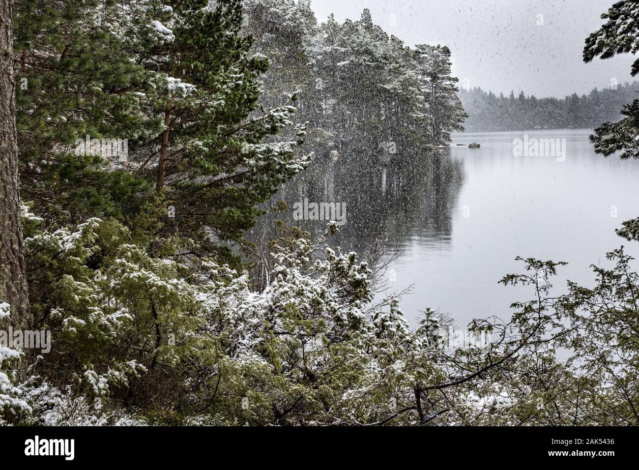 Snowfall on Loch Garten in the Highlands of Scotland Stock Photo - Alamy