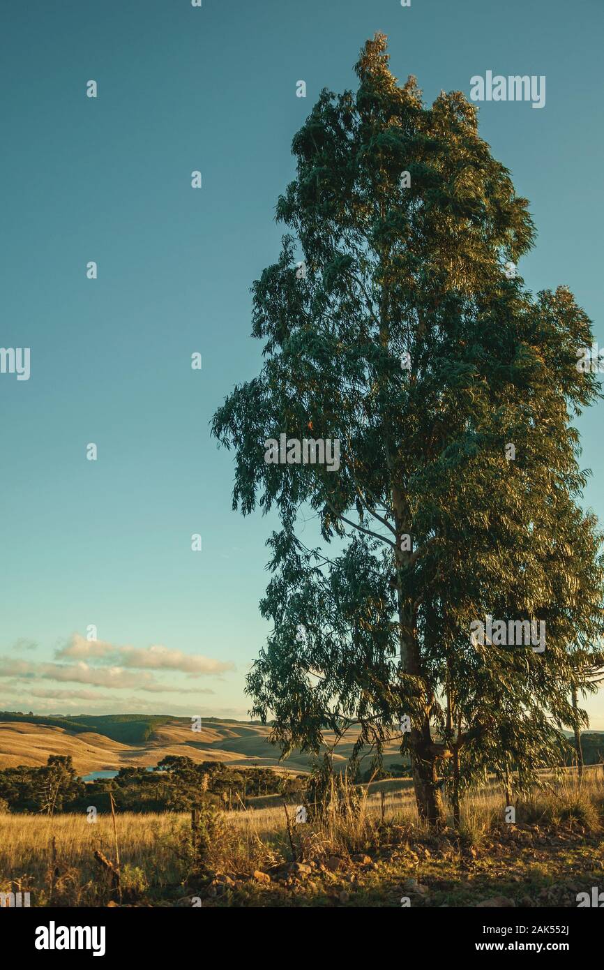 Tree on rural lowlands called Pampas covered by dry bushes at sunset ...