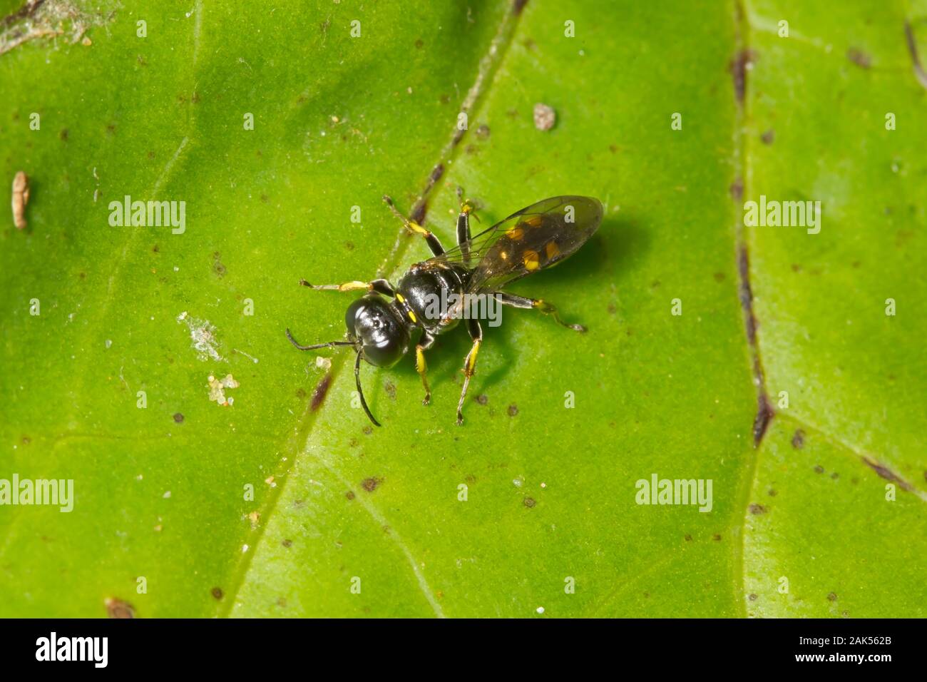 Four-spotted Digger Wasp - Crossocerus quadrimaculata Stock Photo - Alamy
