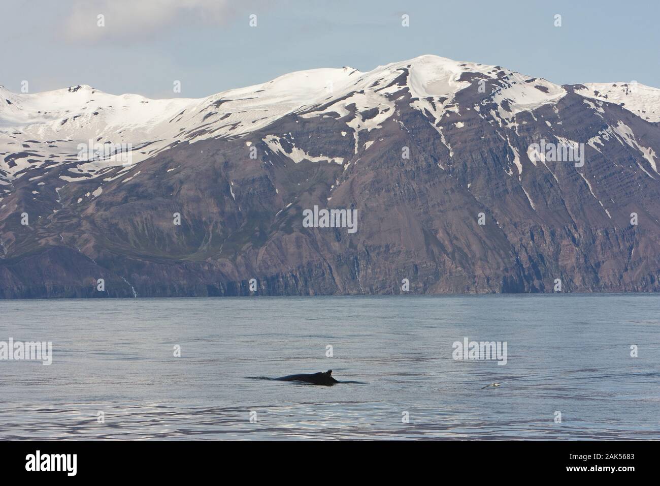 Rueckenflosse eines Buckelwales im Nordatlantik, Island | usage ...