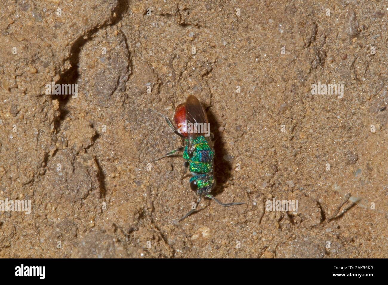 Hedychridium roseum - outside nesting chamber of its host Astata boops ...