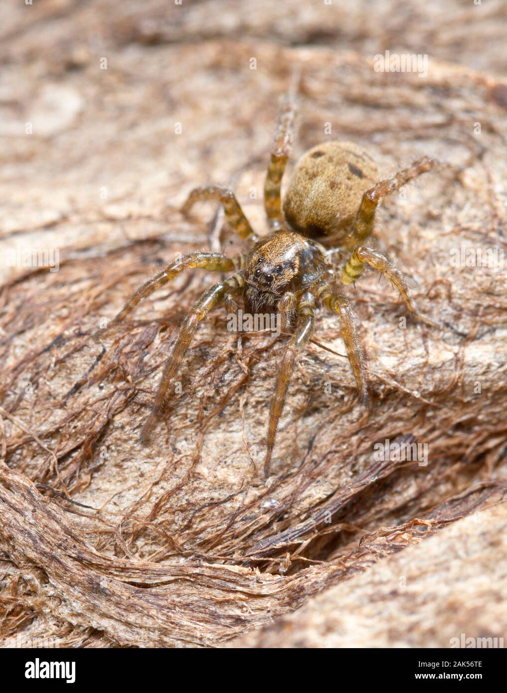 Arctosa leopardus - female. A medium sized wolf spider inhabiting the ...
