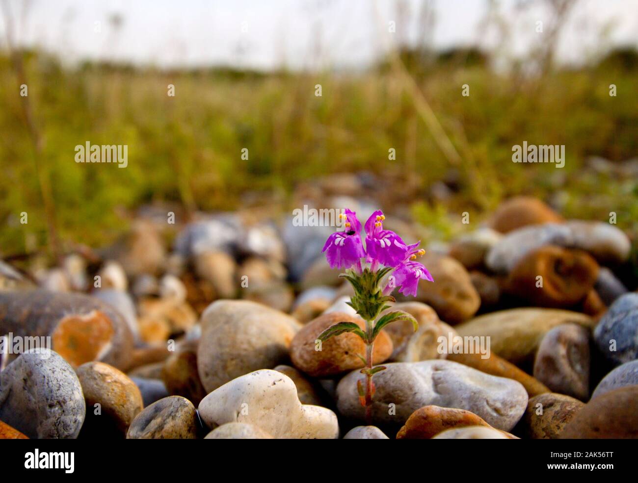 Red Hemp-nettle - Galeopsis angustifolia (Lamiaceae). Height to 30cm ...