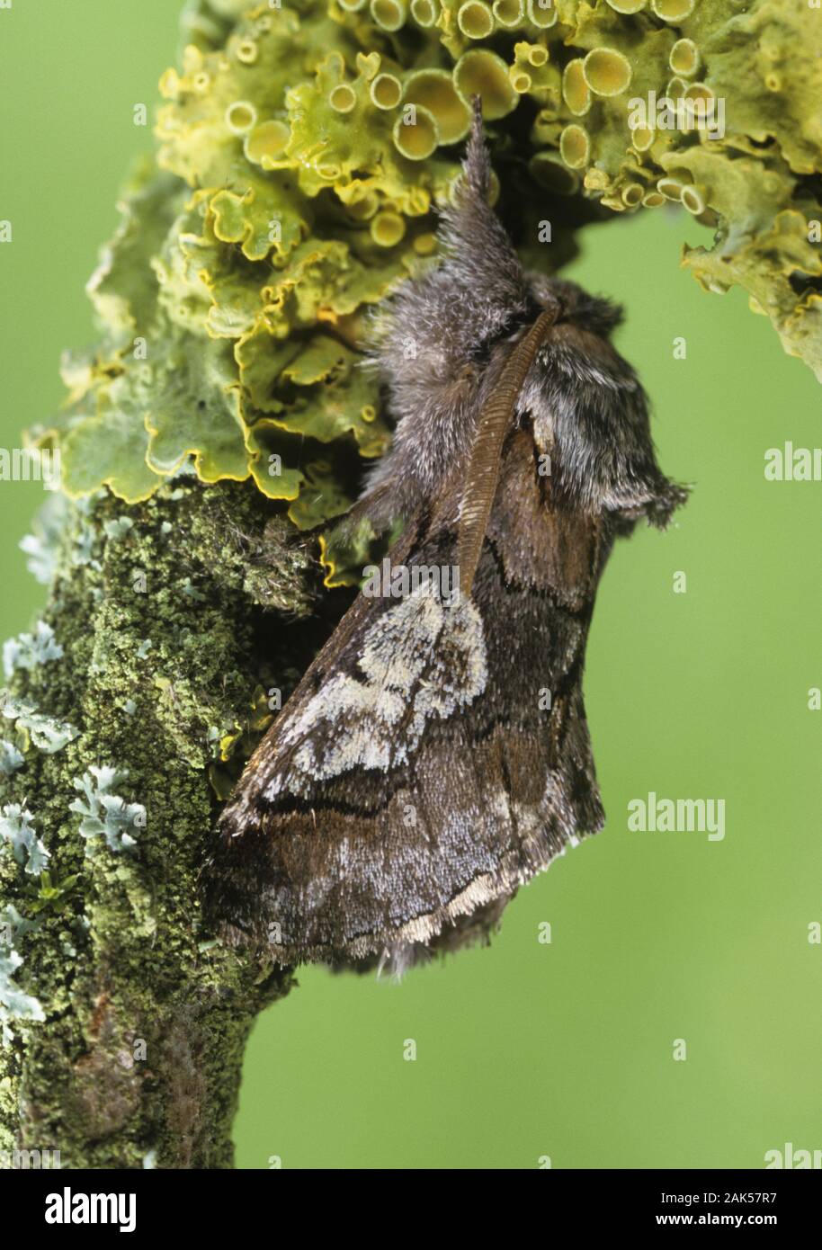 Figure of Eight Diloba caeruleocephala Length 20-22mm. An aptly-named ...