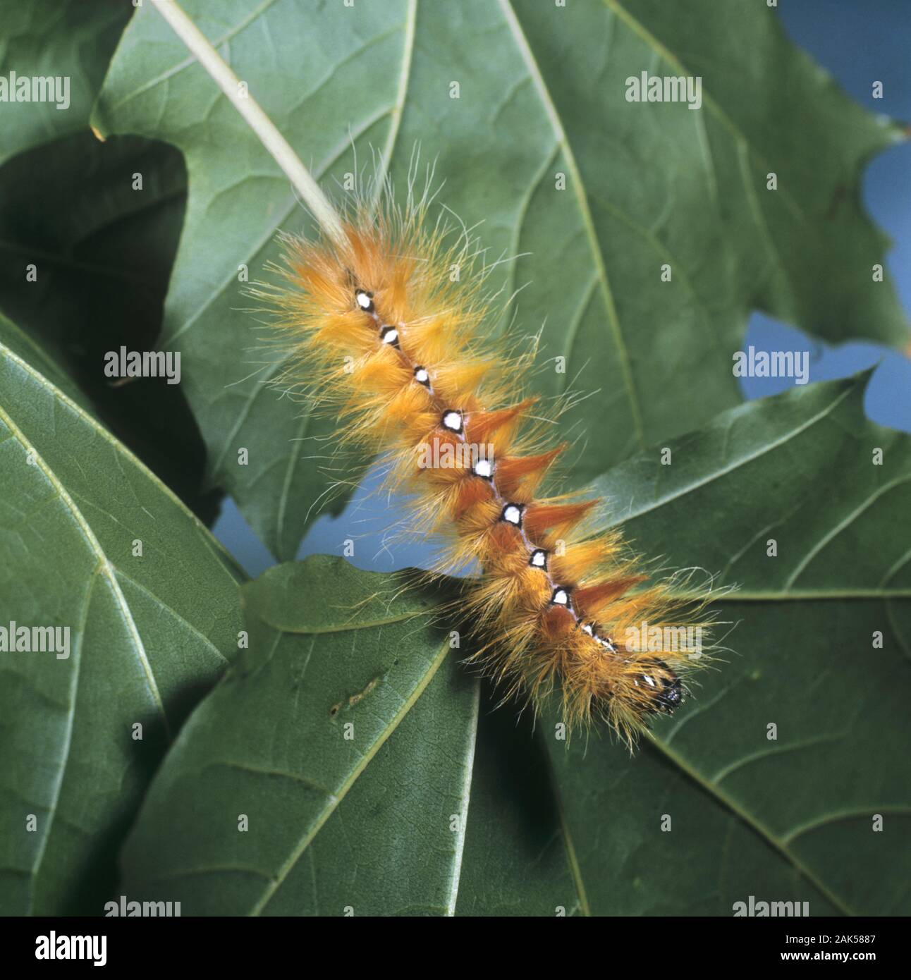 The sycamore moth hi-res stock photography and images - Alamy